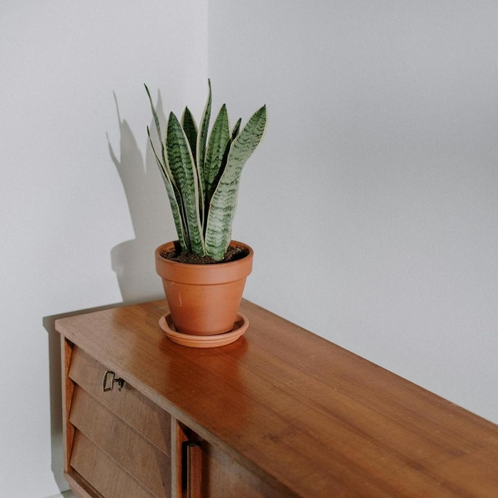 8 Garden Plants That Can Naturally Keep Snakes Away From Your Home ...